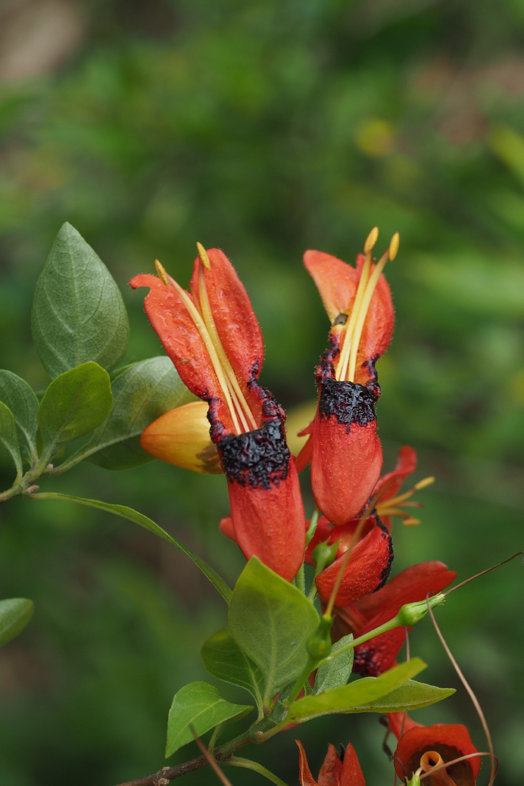 Ruttya fruticosa - PictureThis