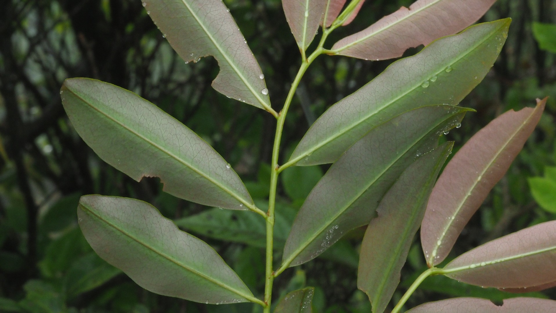 Coca (Erythroxylaceae) Flower, Leaf, Care, Uses - PictureThis