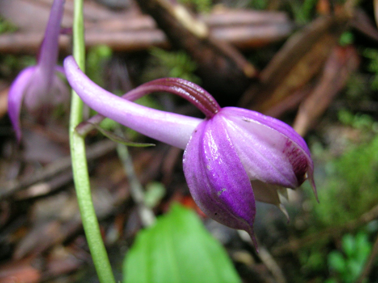 Calanthe alpina - PictureThis