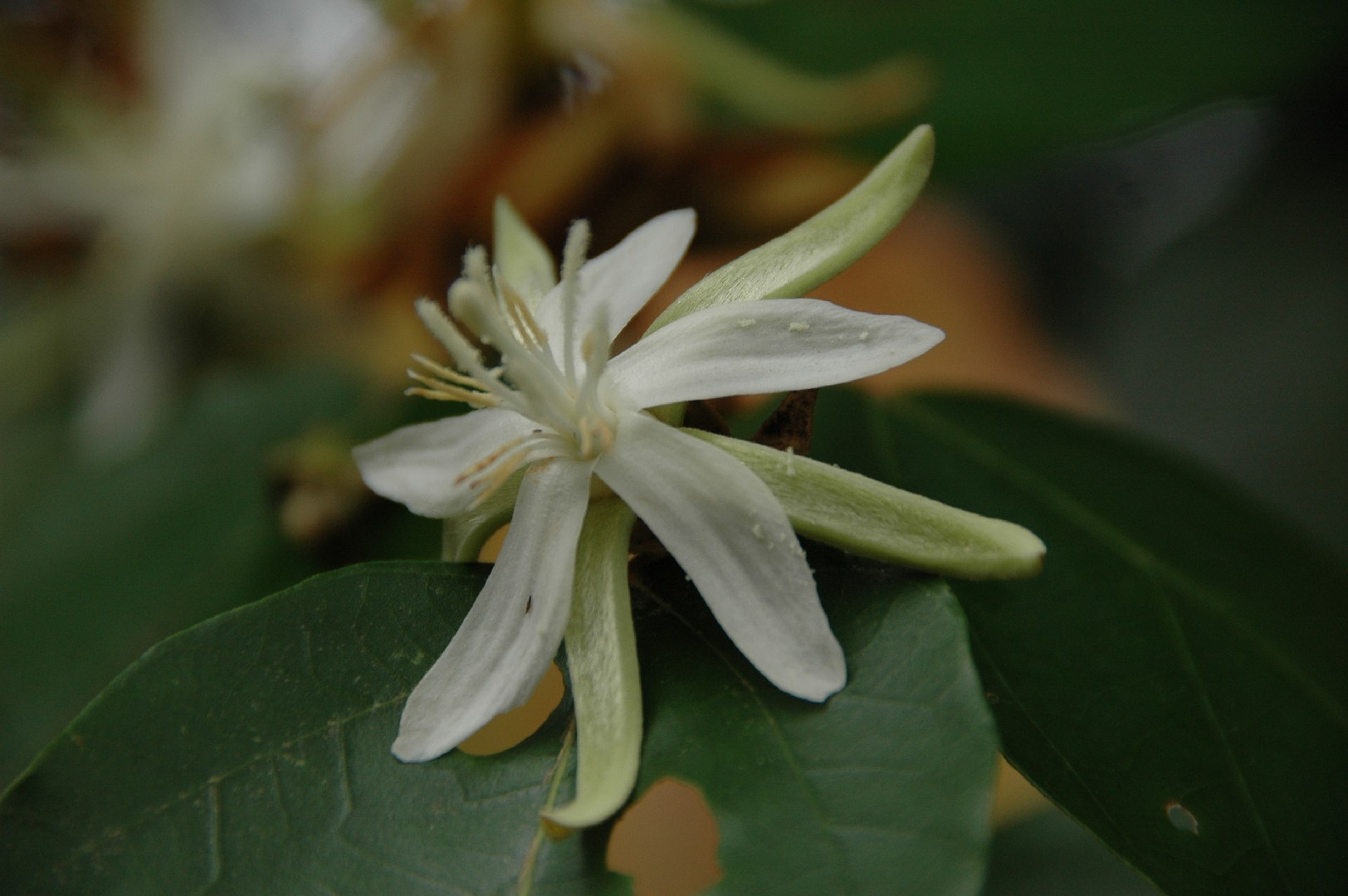 Pterospermum heterophyllum - PictureThis