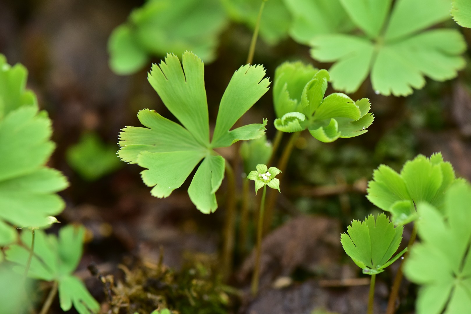 Kingdonia uniflora - PictureThis