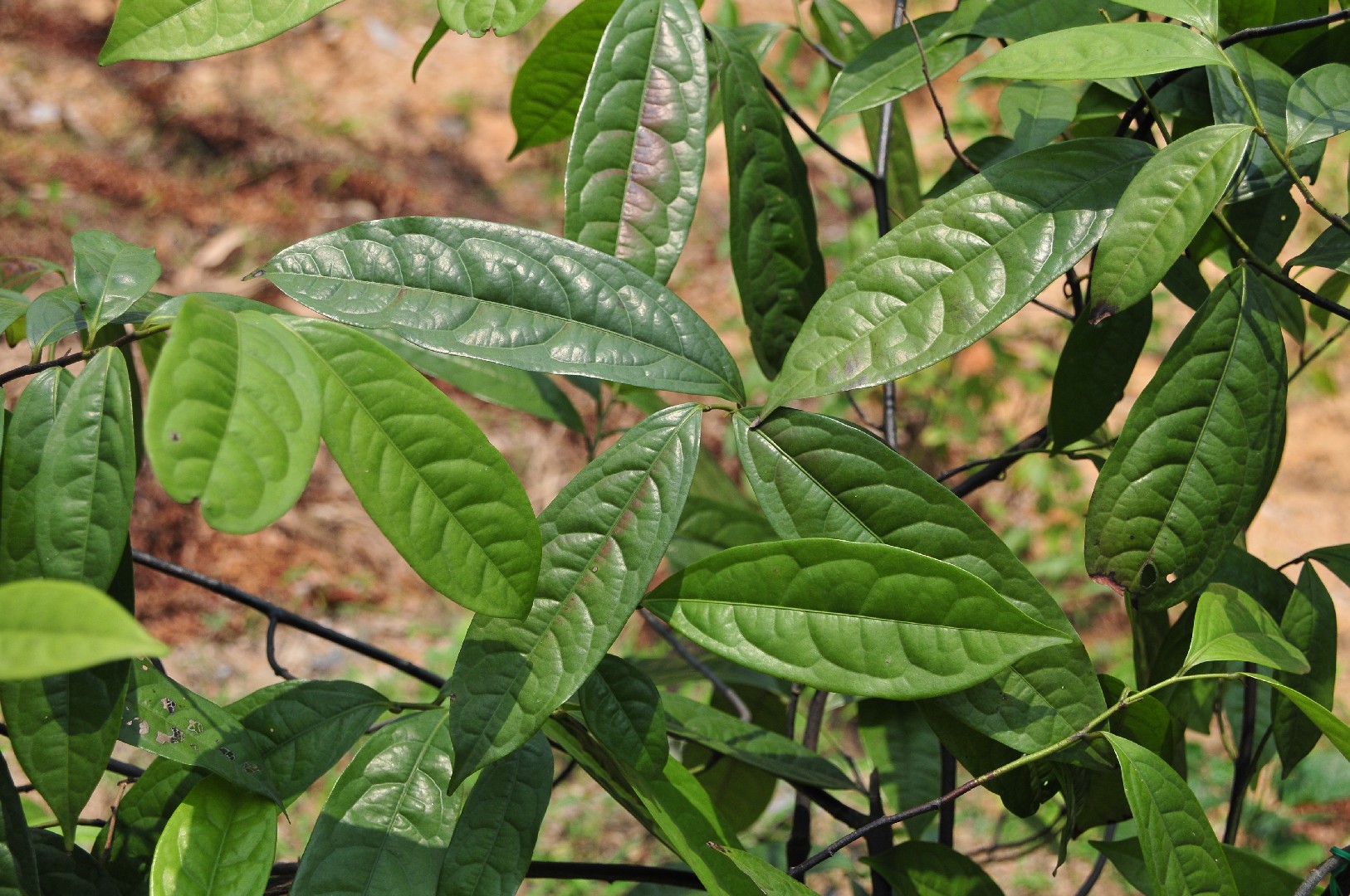 Artabotrys Flower, Leaf, Care, Uses - PictureThis