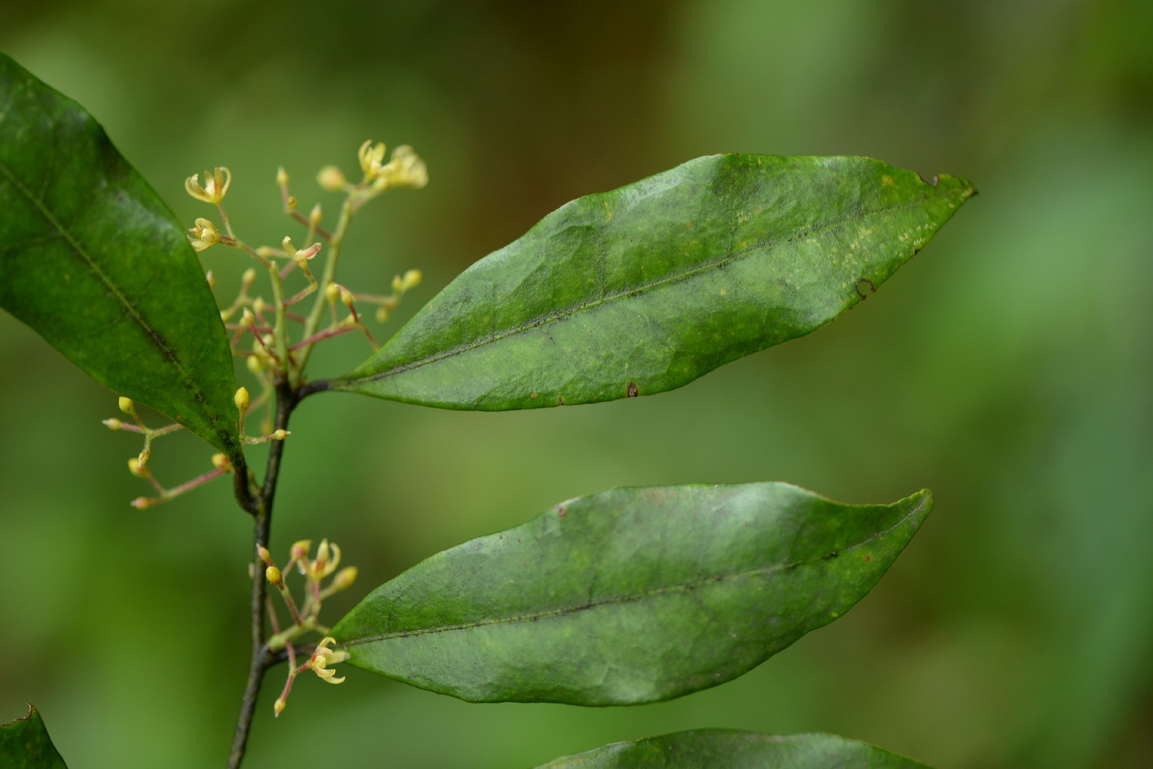 Sabia Flower, Leaf, Care, Uses - PictureThis