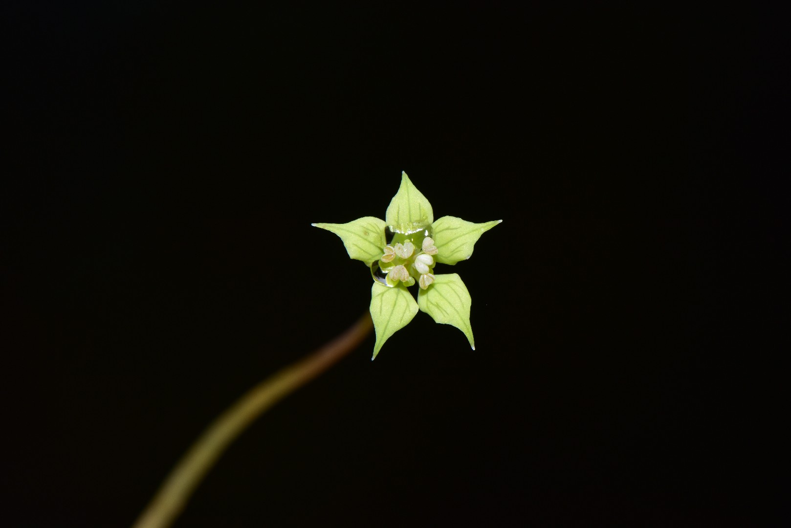 Kingdonia uniflora - PictureThis