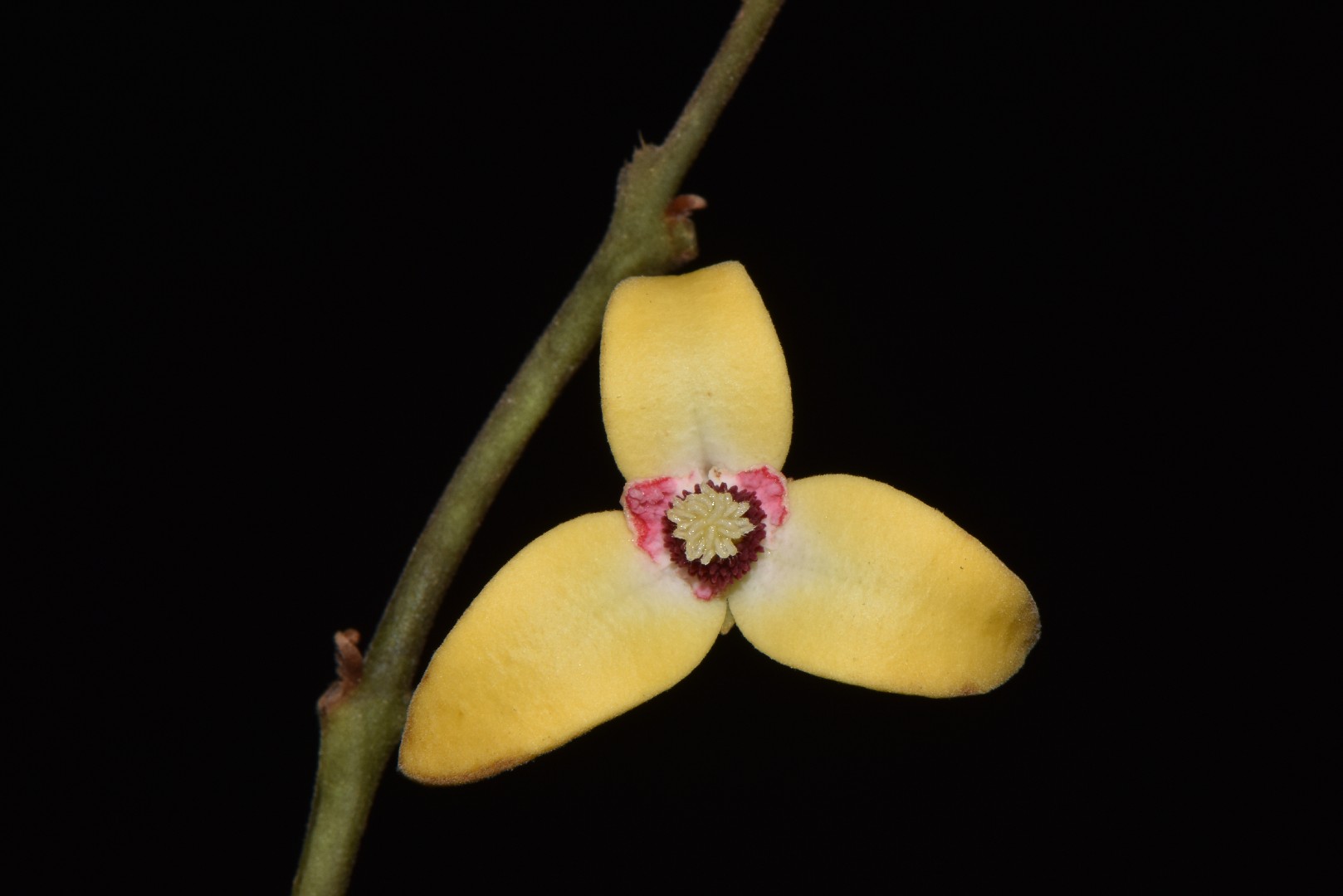 Fissistigma Flower, Leaf, Care, Uses - PictureThis