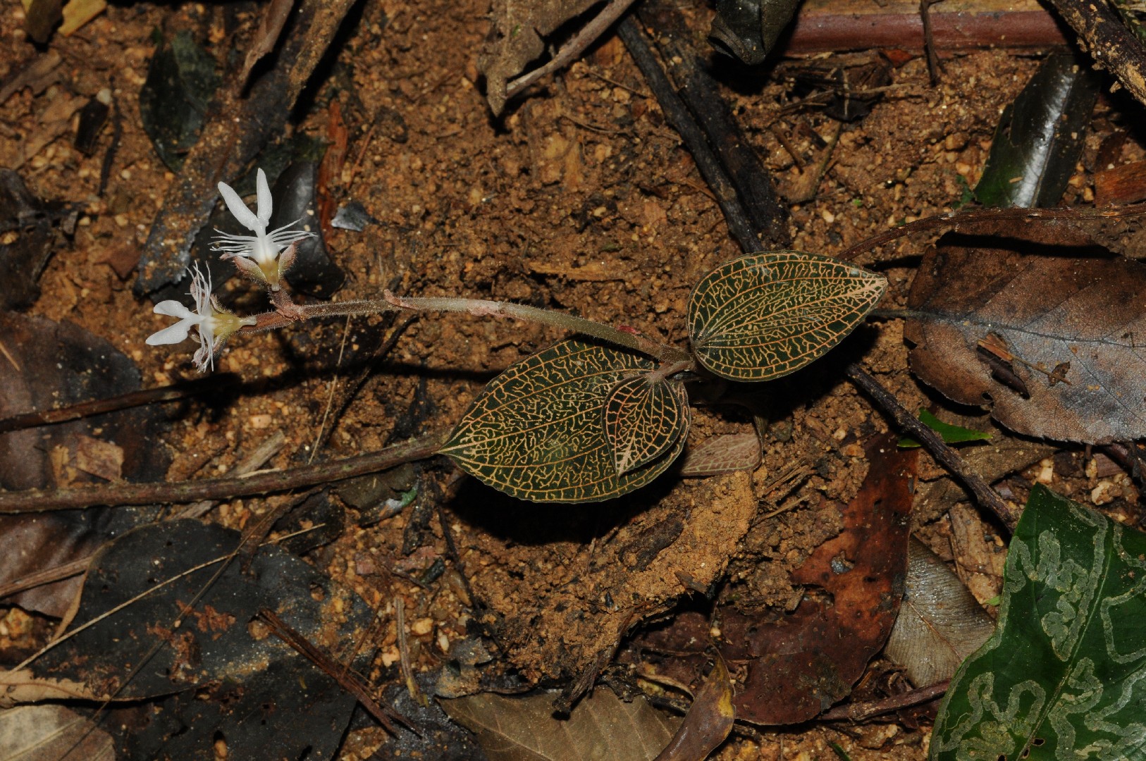 Anoectochilus roxburghii - PictureThis