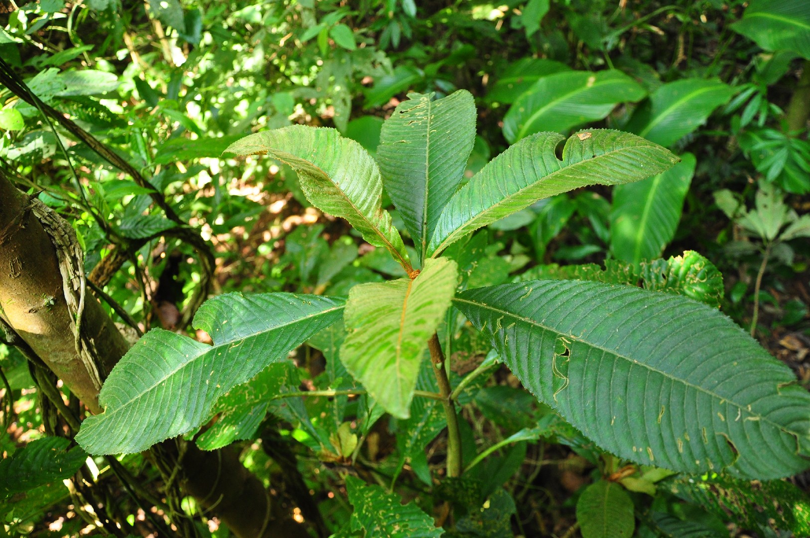 Elliptic rhynchotechum (Rhynchotechum ellipticum) Flower, Leaf, Care ...