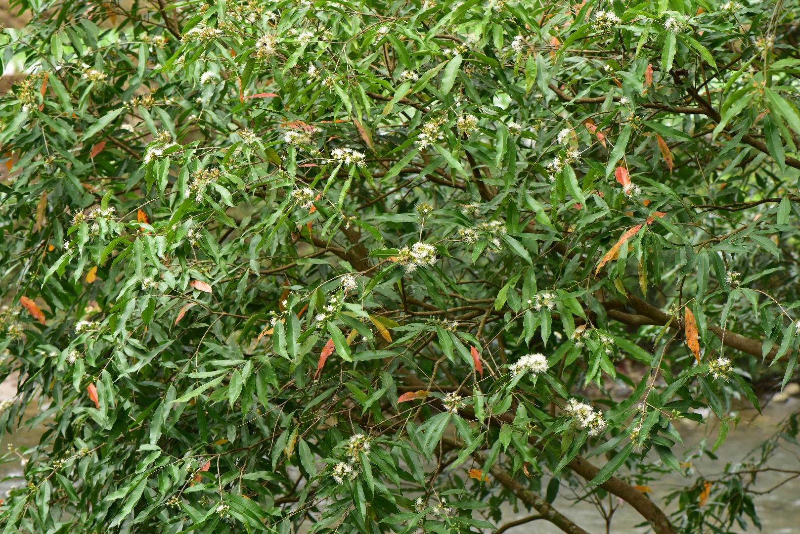 Syzygium claviflorum - PictureThis