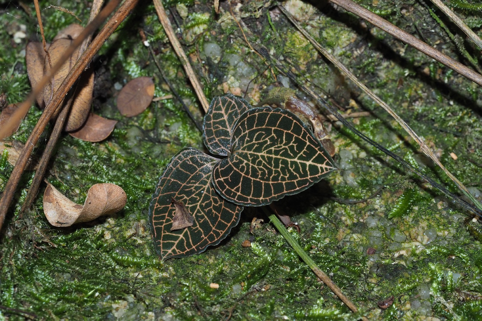 Anoectochilus roxburghii - PictureThis