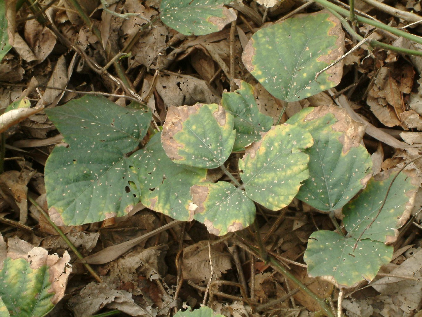 Kudzu tropical (Pueraria phaseoloides) - PictureThis