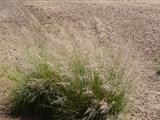 Stipa splendens - PictureThis