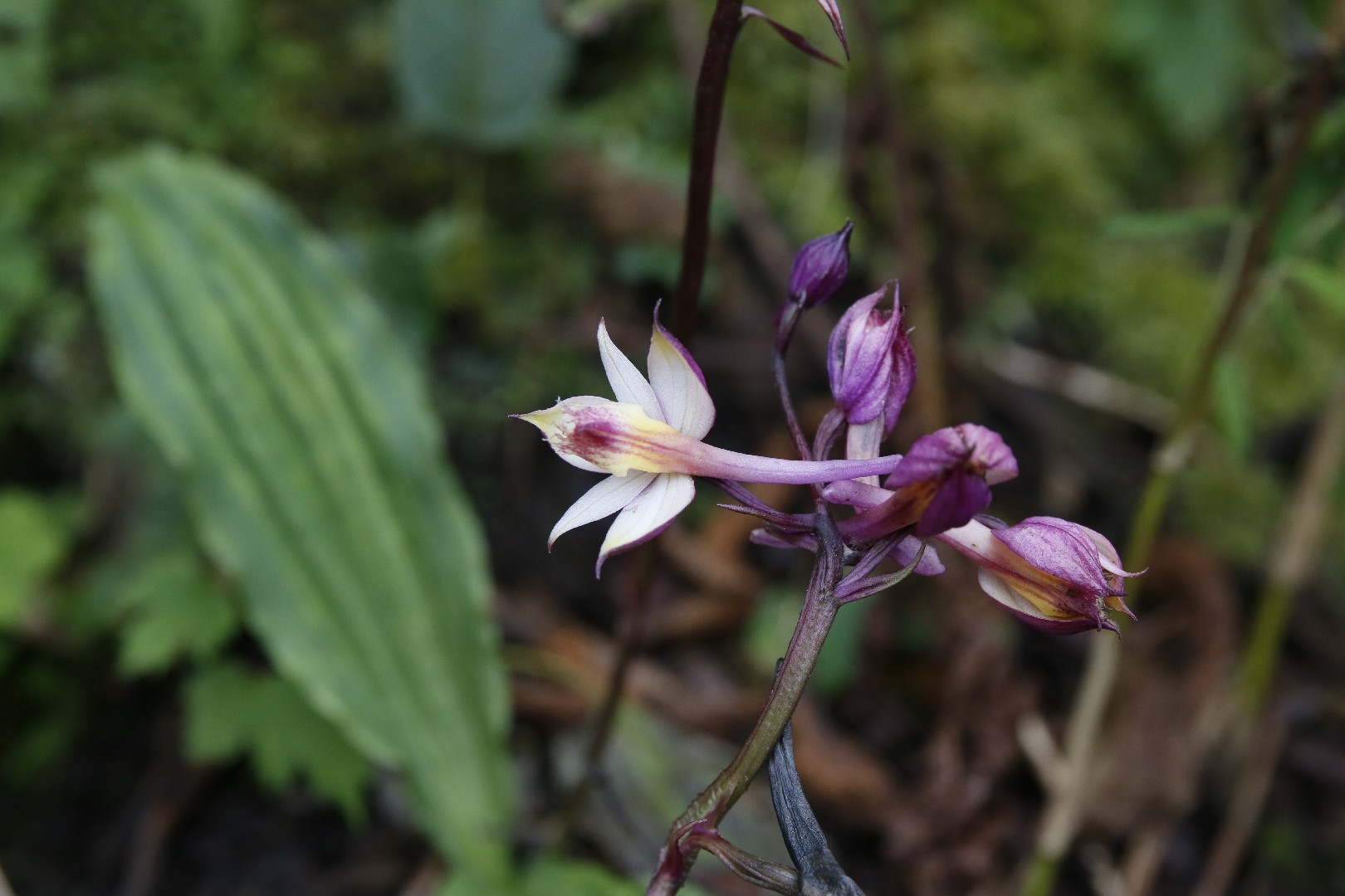 Calanthe alpina - PictureThis