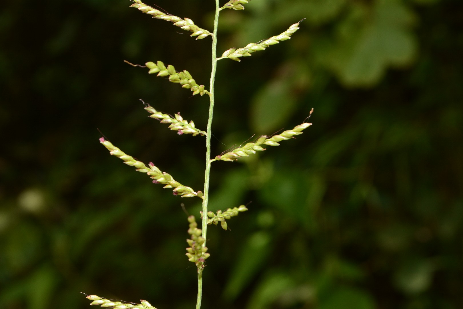 Arundinella setosa - PictureThis