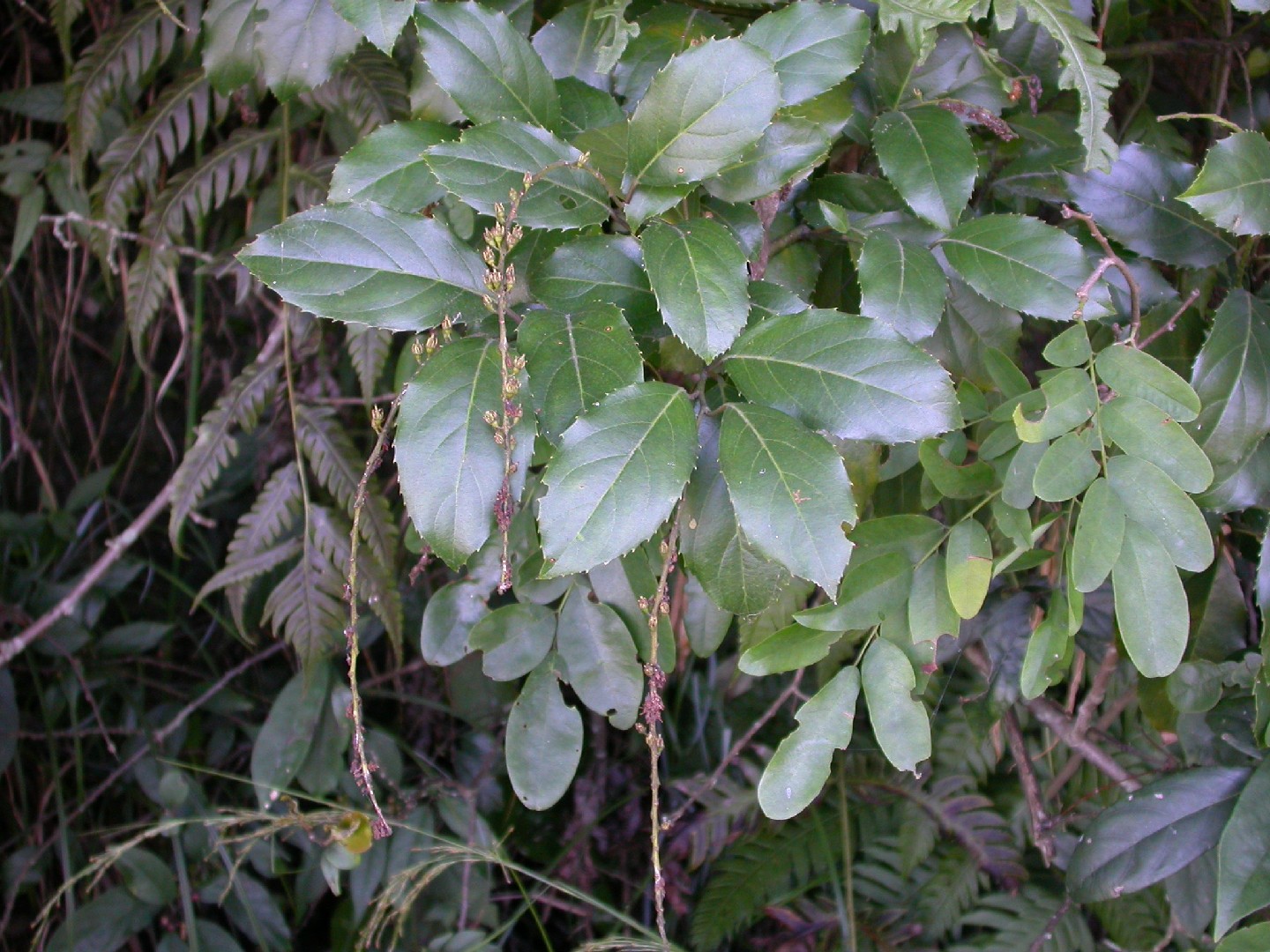 Itea yunnanensis - PictureThis