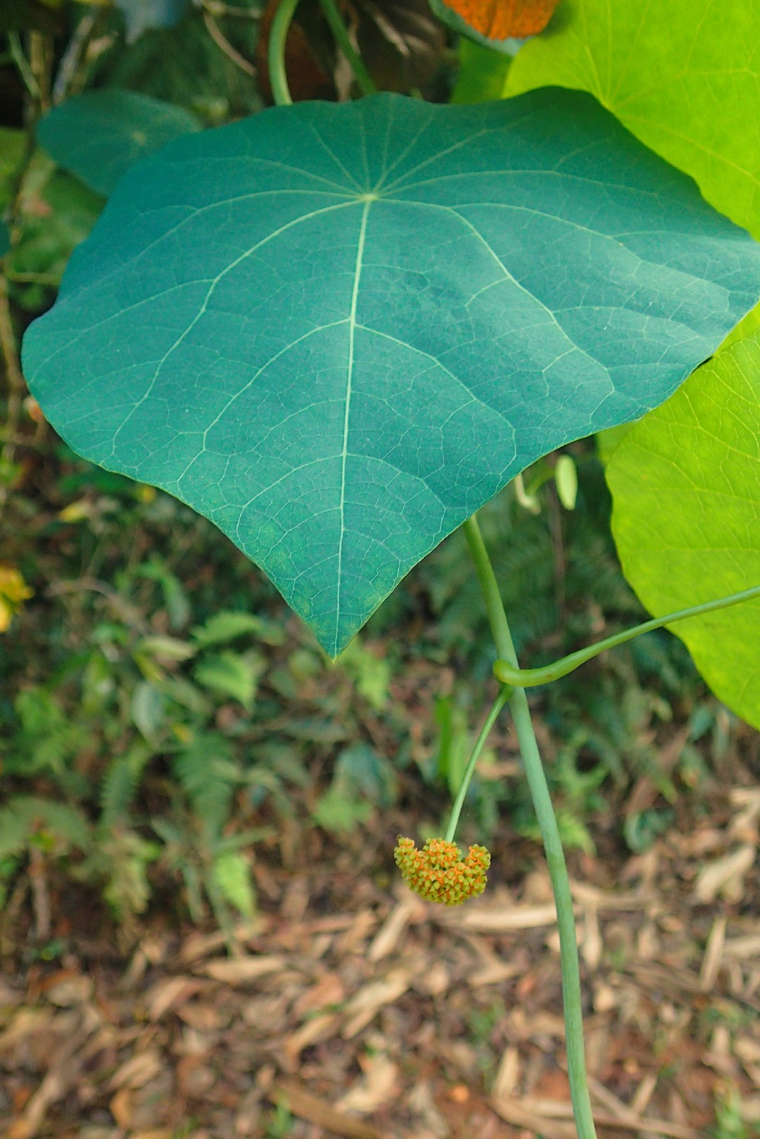 Moonseed (Menispermaceae) Flower, Leaf, Care, Uses - PictureThis