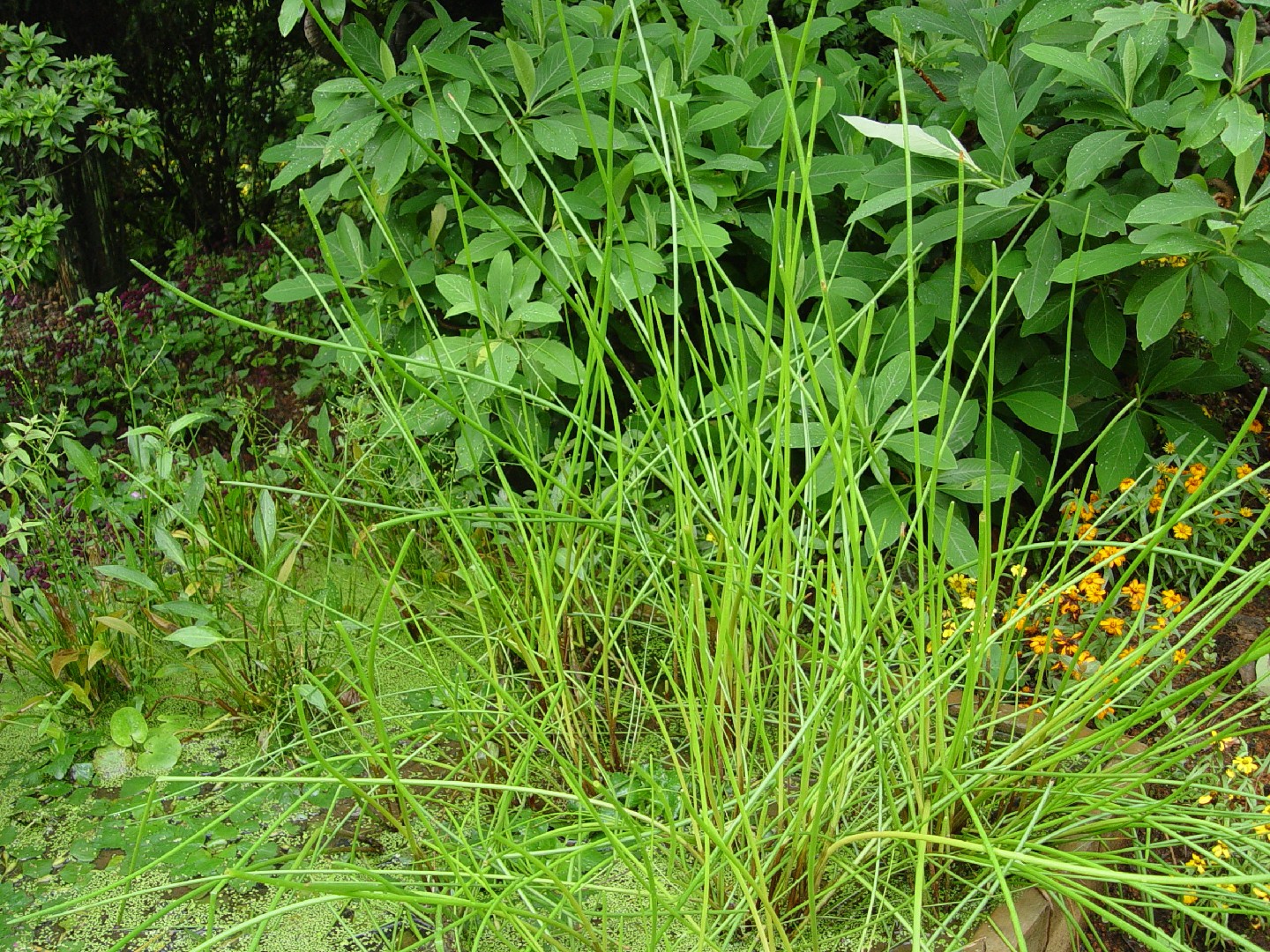 Eleocharis dulcis Cura(Come si cura, Coltivazione, Riproduzione ...