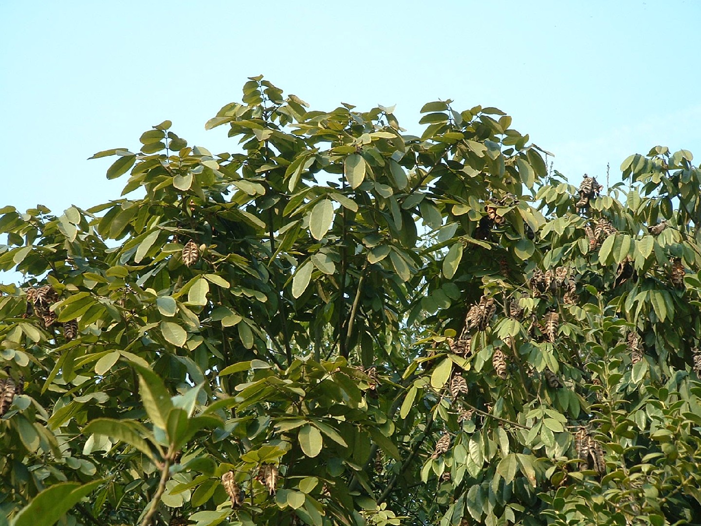 Ormosia henryi - PictureThis