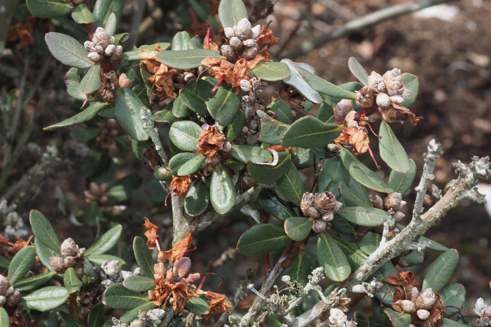 Rhododendron racemosum - PictureThis