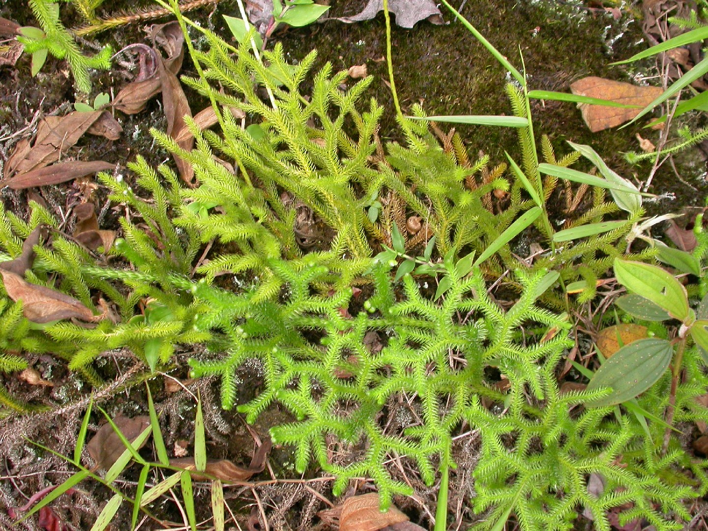 Lycopodium japonicum - PictureThis