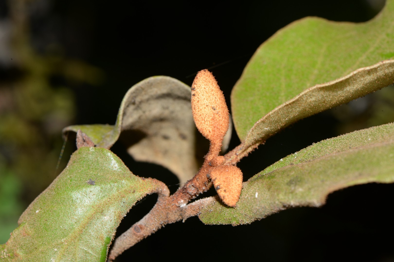 Taxillus thibetensis Flower, Leaf, Care, Uses - PictureThis