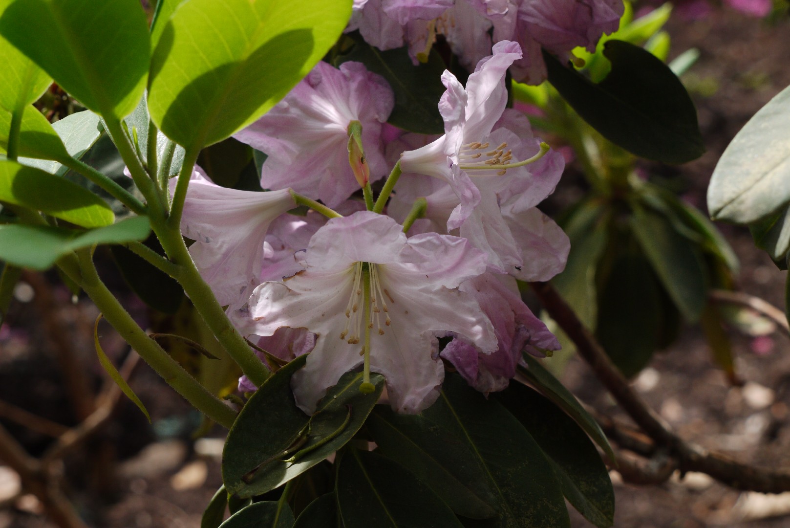 Rhododendron fortunei - PictureThis