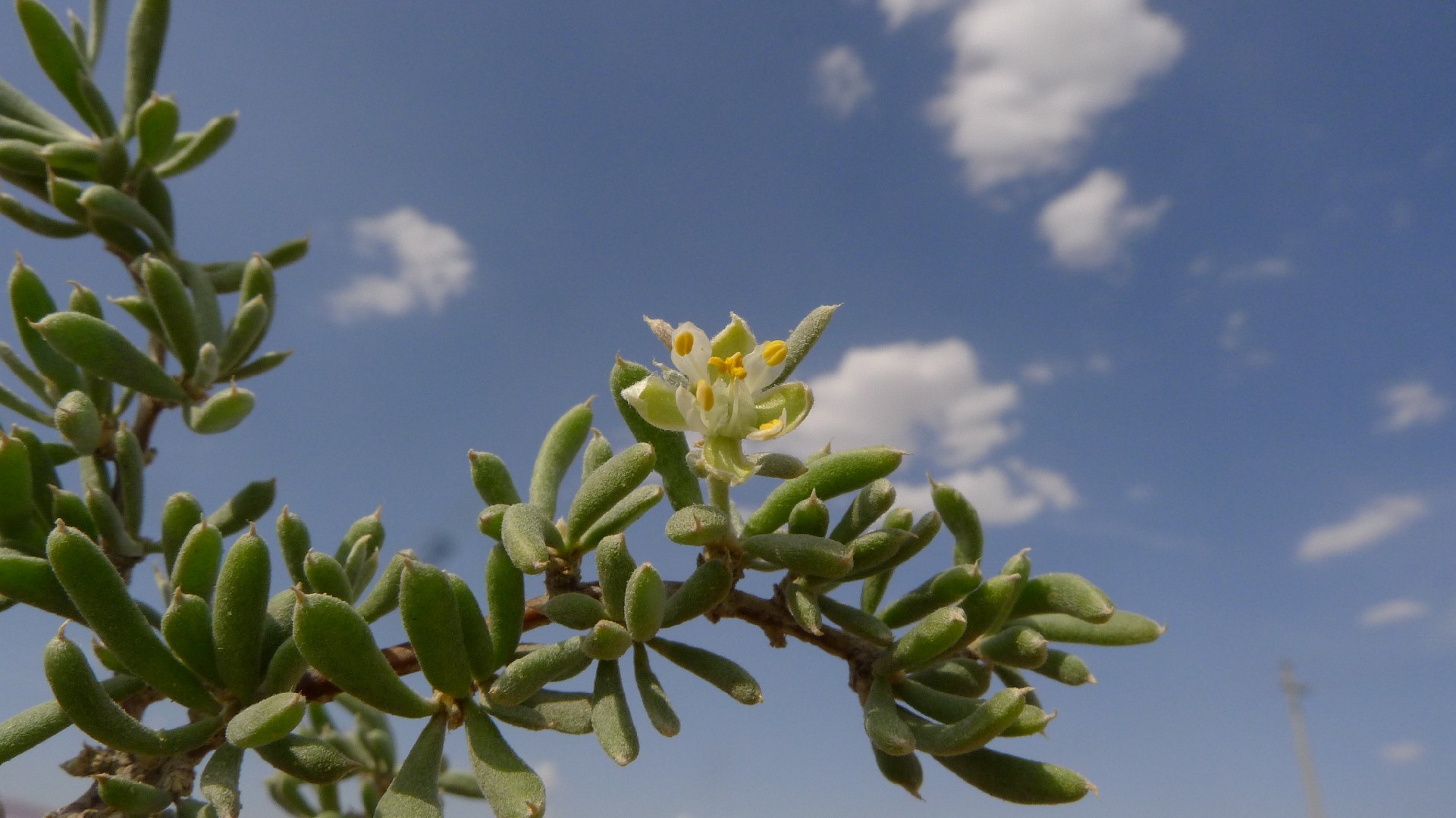 Tetraena mongolica Flower, Leaf, Care, Uses - PictureThis