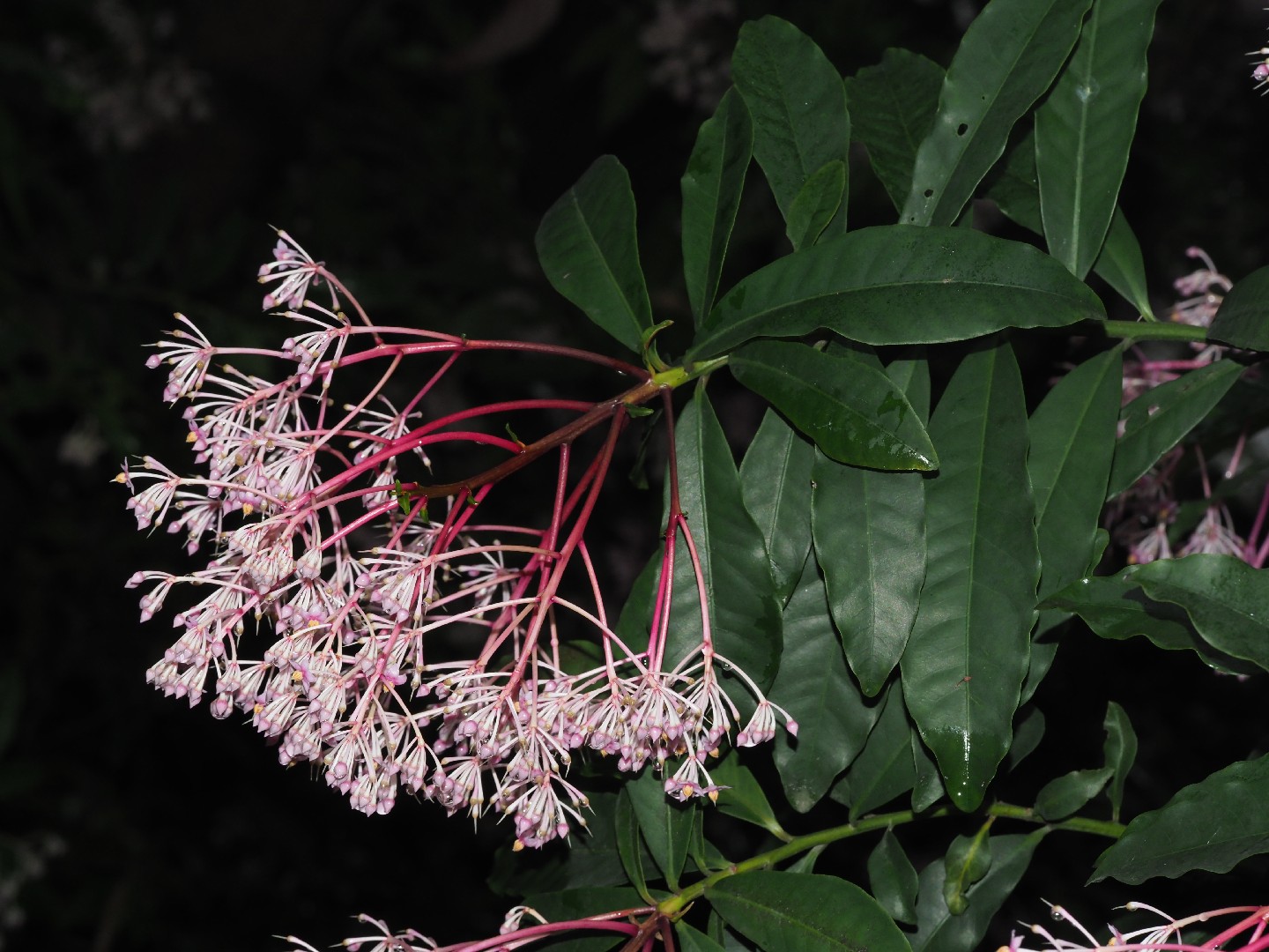 Marlberry Care (Watering, Fertilize, Pruning, Propagation) - PictureThis