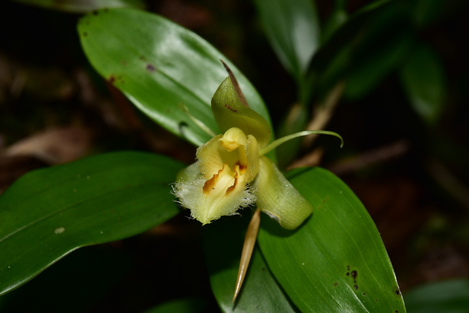 Coelogyne ovalis - PictureThis