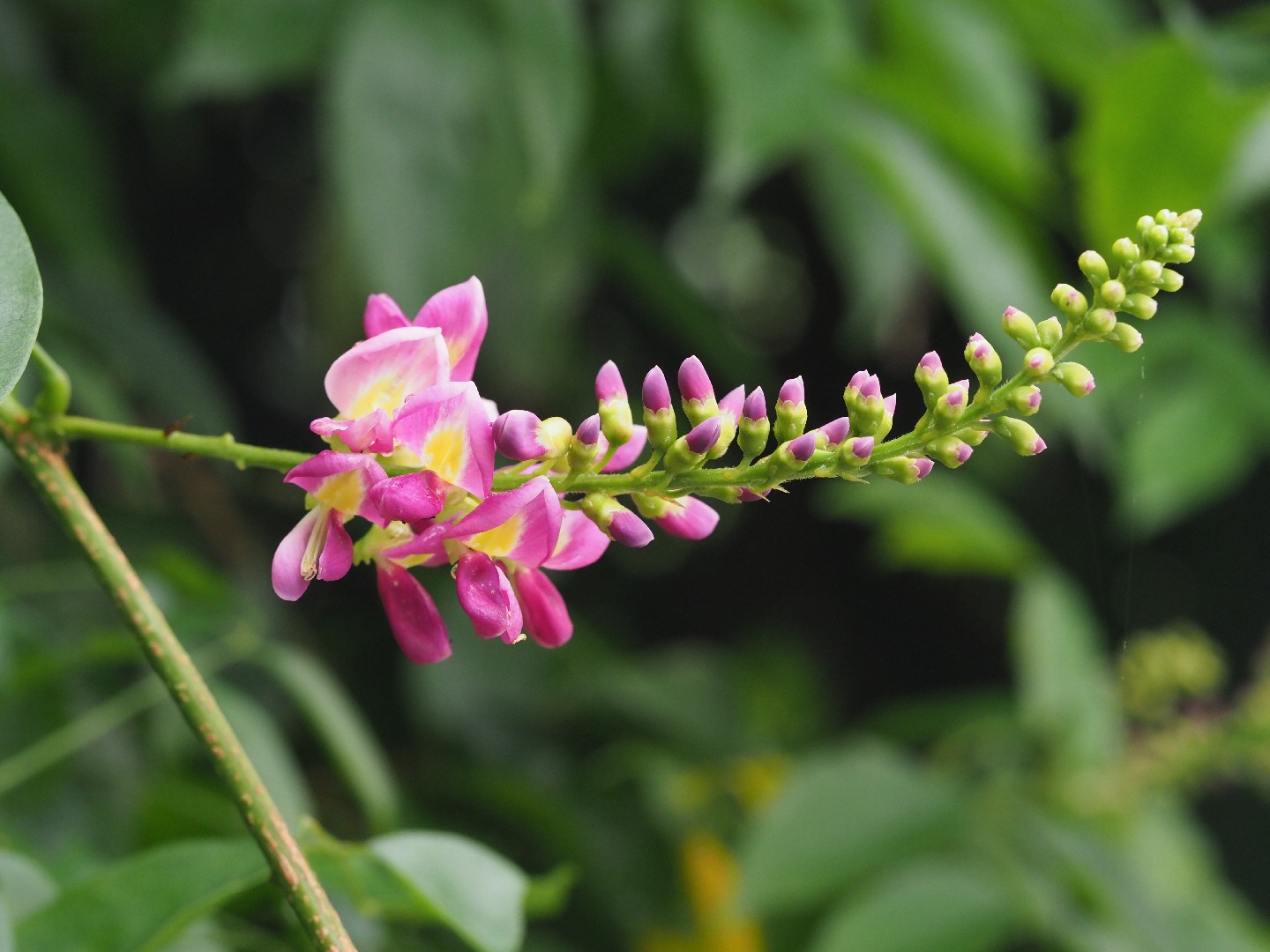 Callerya reticulata - PictureThis