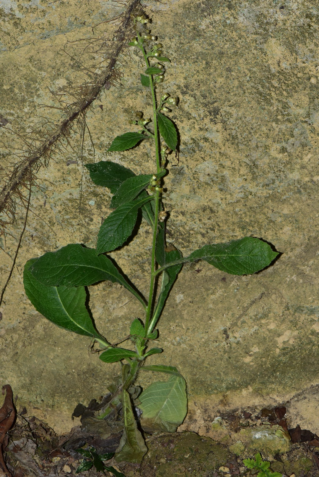 Blumea - PictureThis