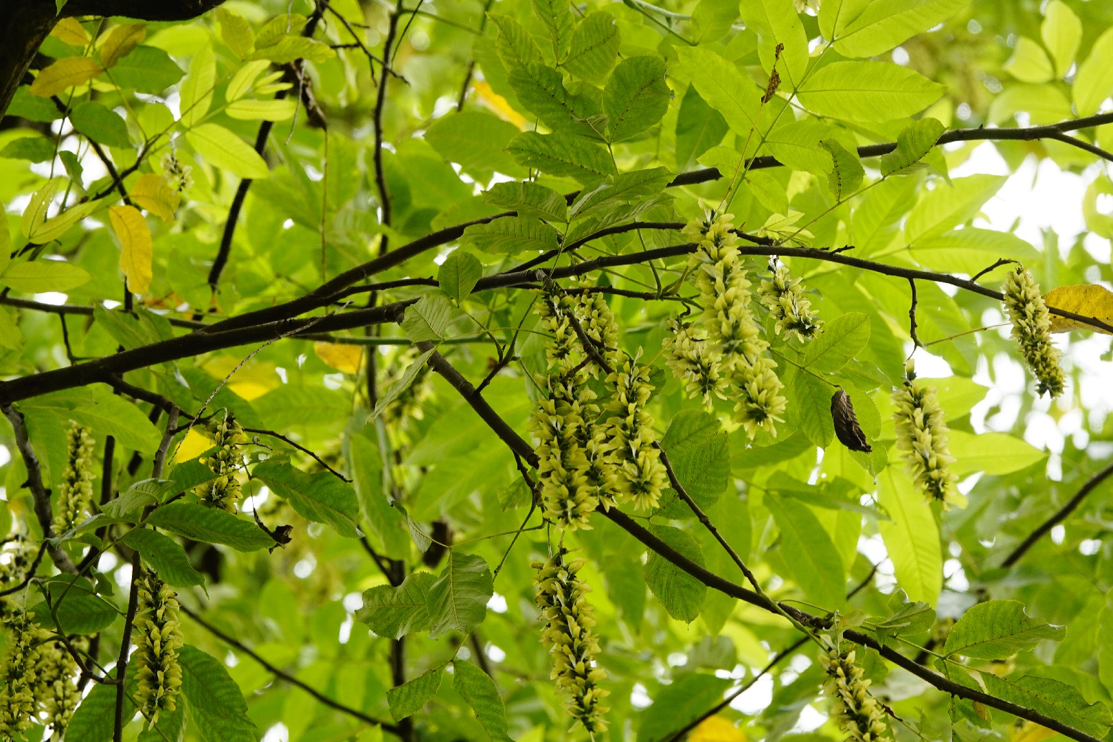 Wingnuts (Pterocarya) Flower, Leaf, Care, Uses - PictureThis