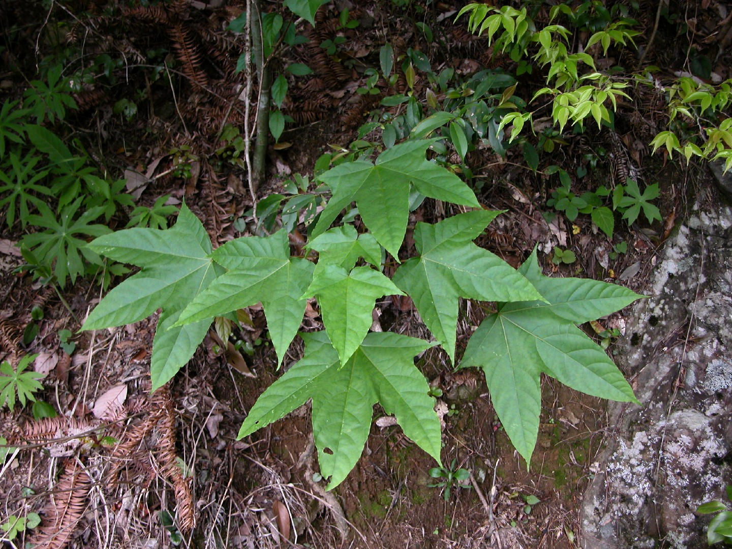 Arce pintado (Acer pictum subsp. mono) - PictureThis