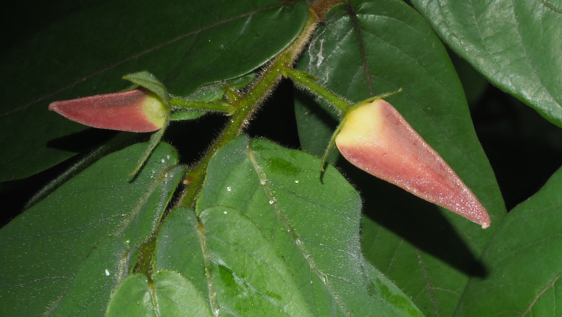 Dasymaschalon trichophorum Flower, Leaf, Care, Uses - PictureThis