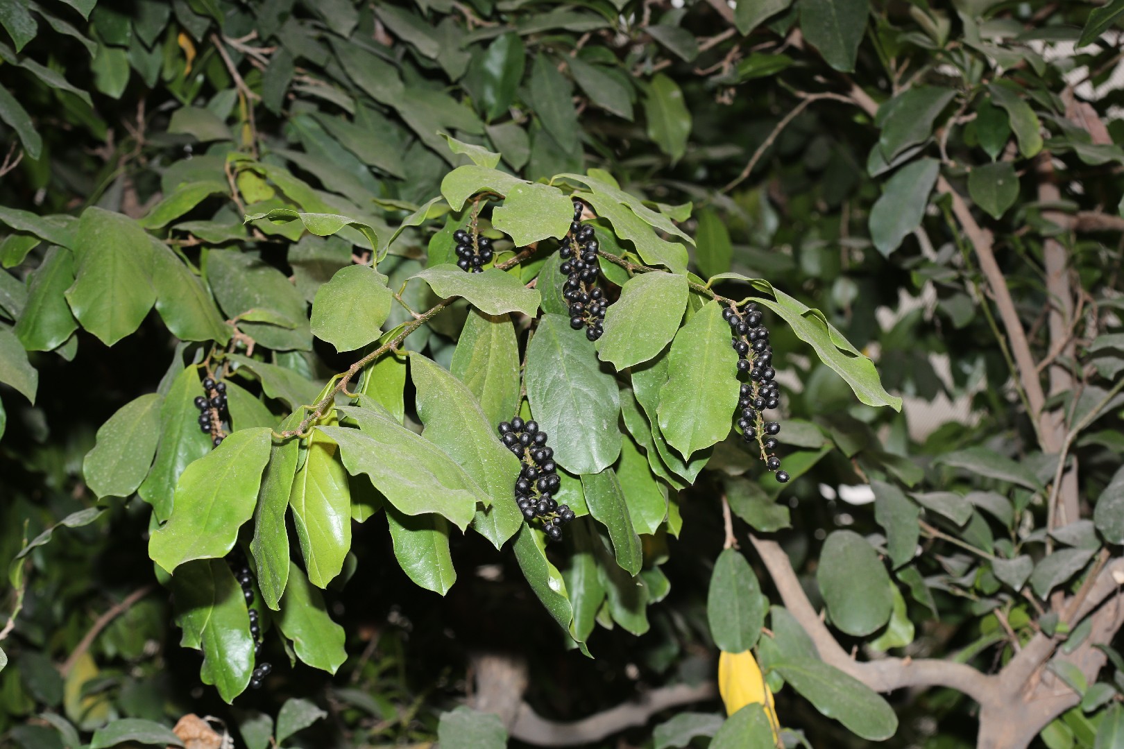 Antidesma bunius - PictureThis