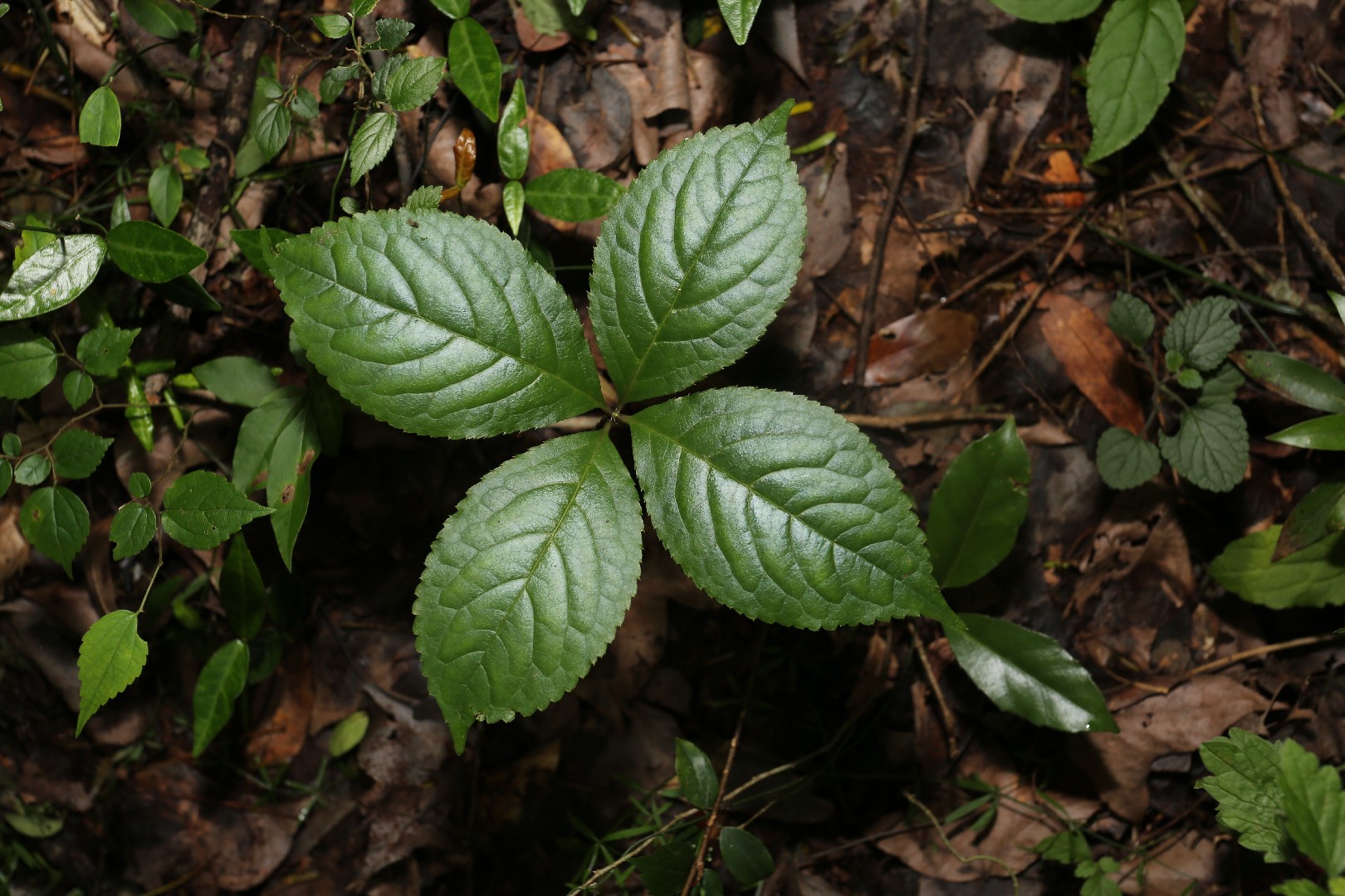Chloranthus henryi - PictureThis