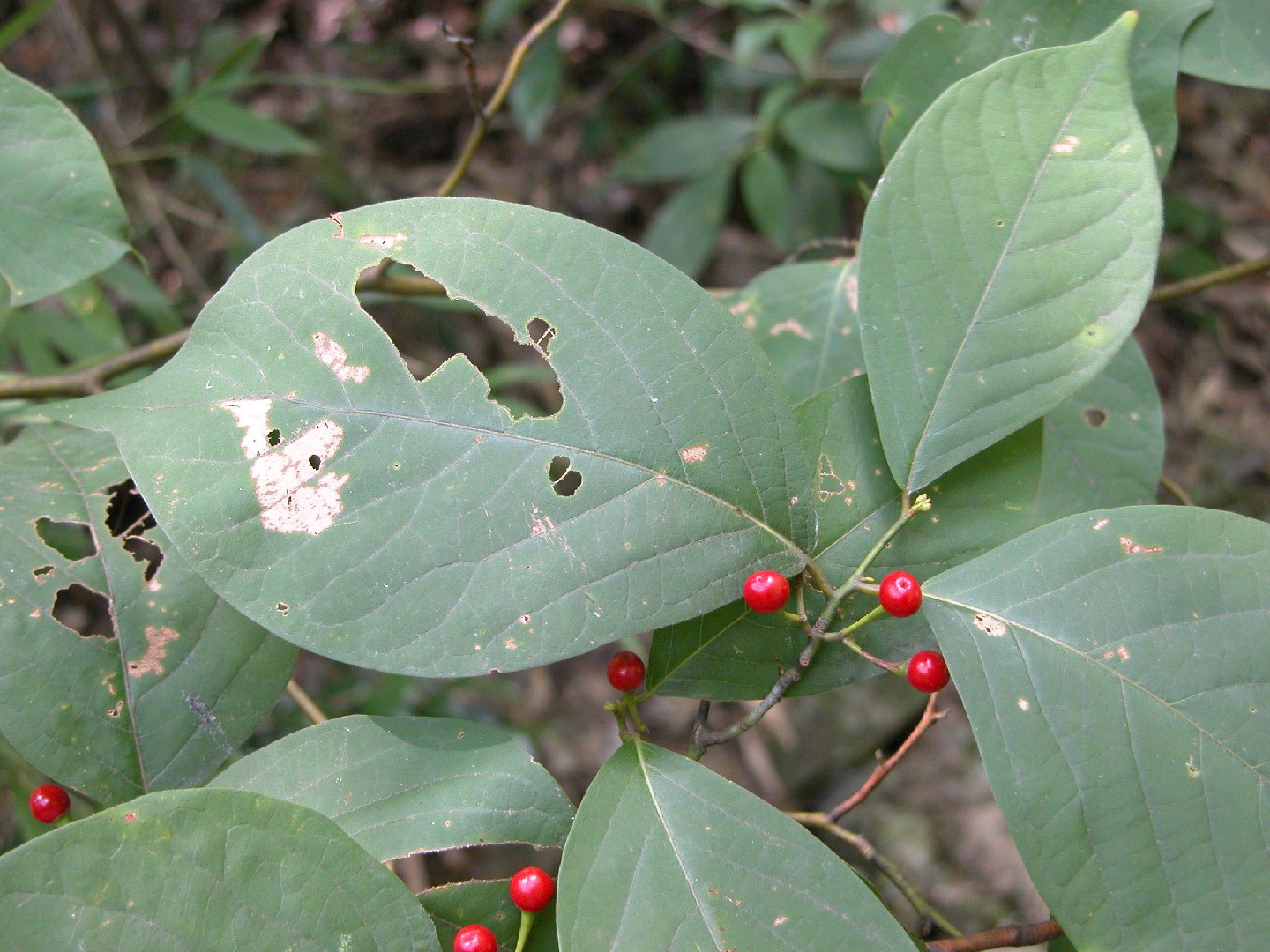 Mountain spicebush (Lindera reflexa) Flower, Leaf, Care, Uses - PictureThis