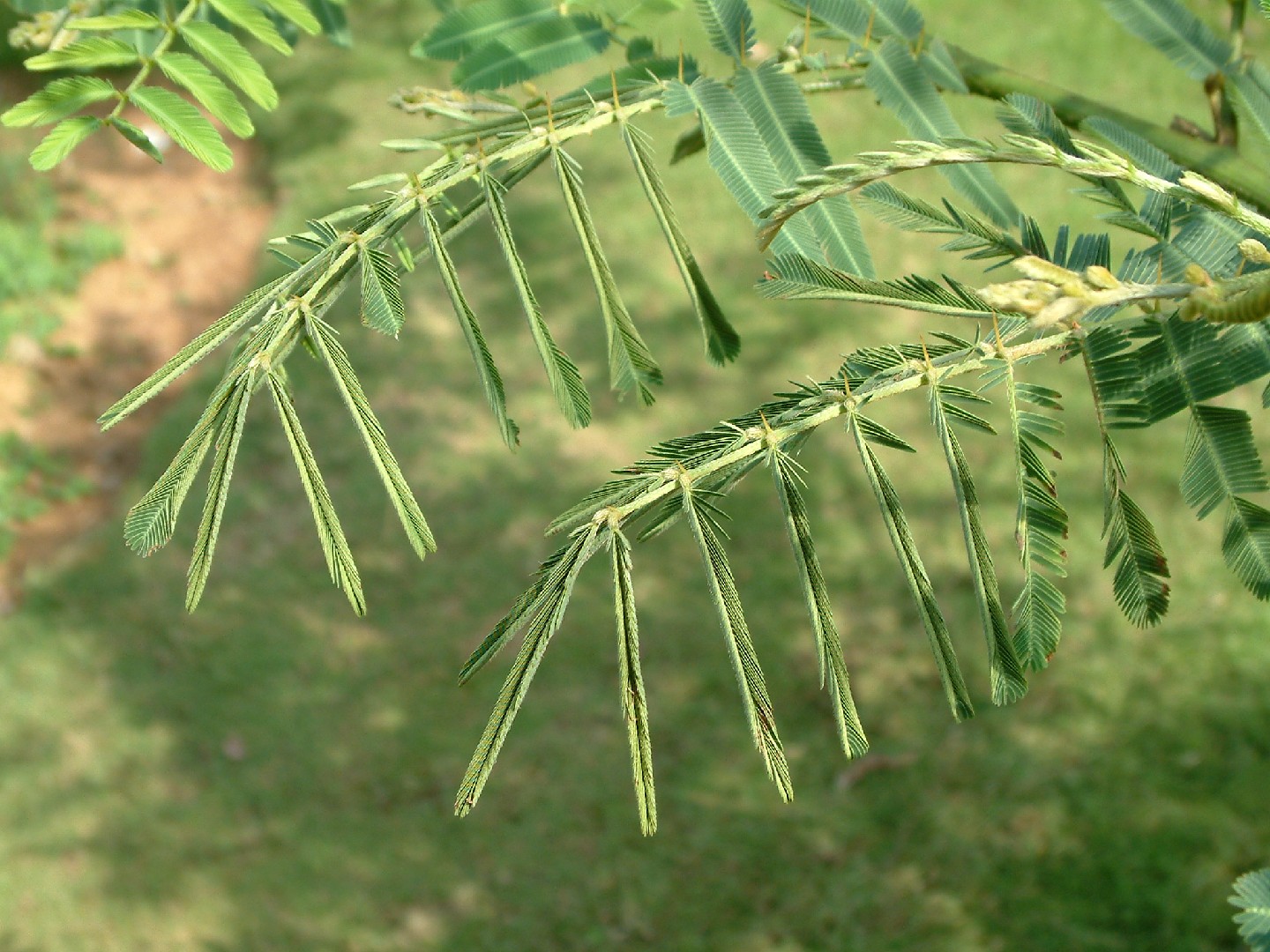 Mimosa pigra - PictureThis