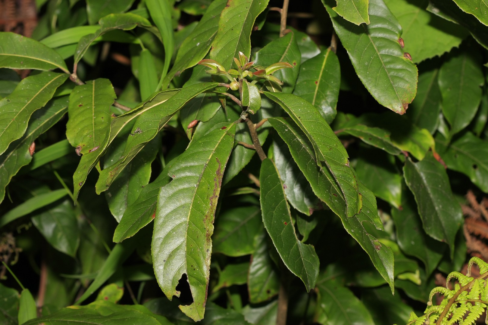 Schima superba - PictureThis