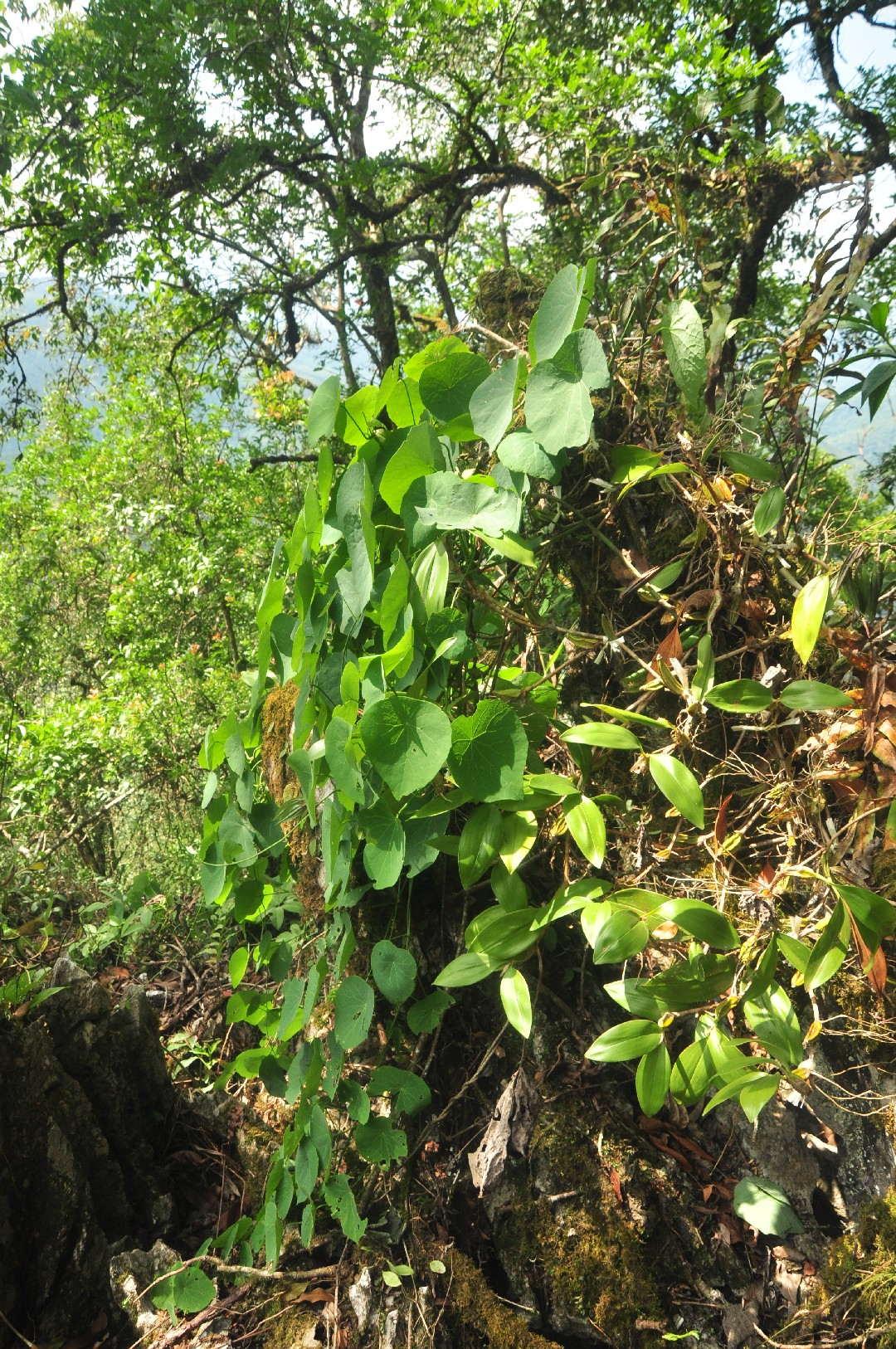 Moonseed (Menispermaceae) Flower, Leaf, Care, Uses - PictureThis