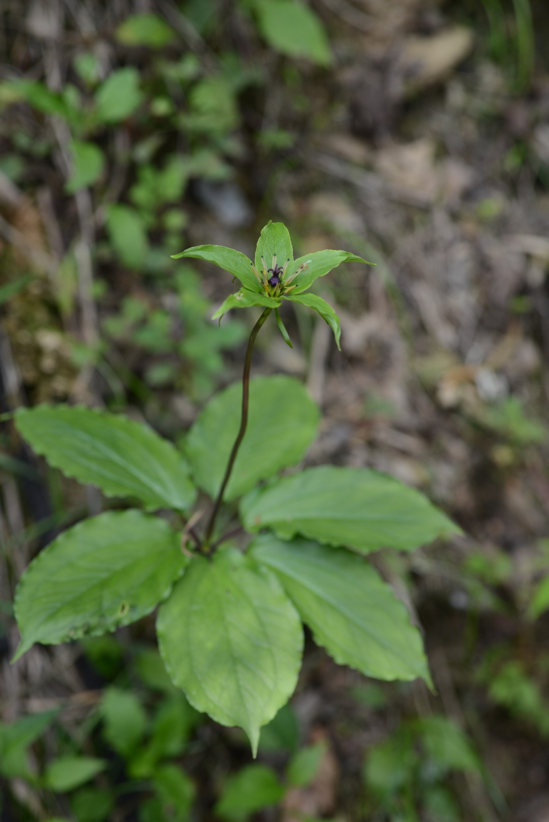 Paris polyphylla - PictureThis