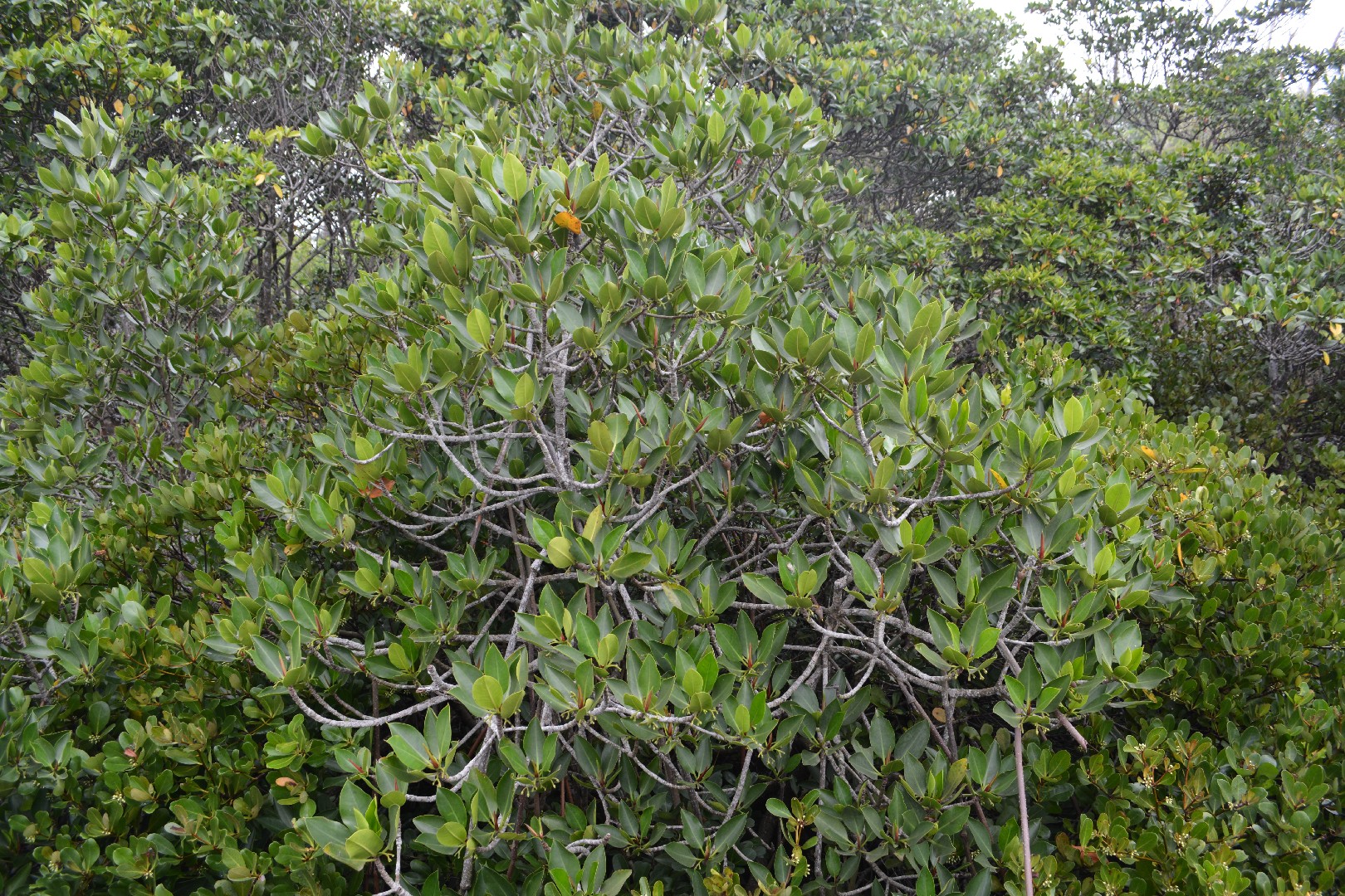 Rhizophora stylosa - PictureThis