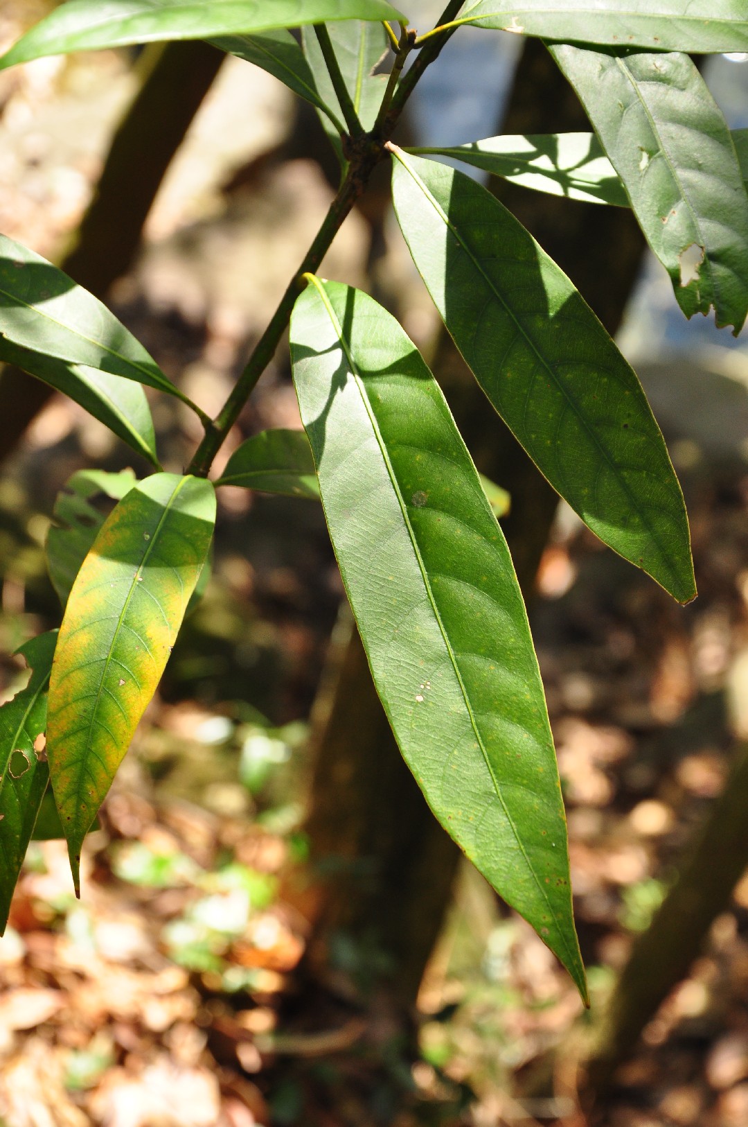 Lithocarpus henryi - PictureThis