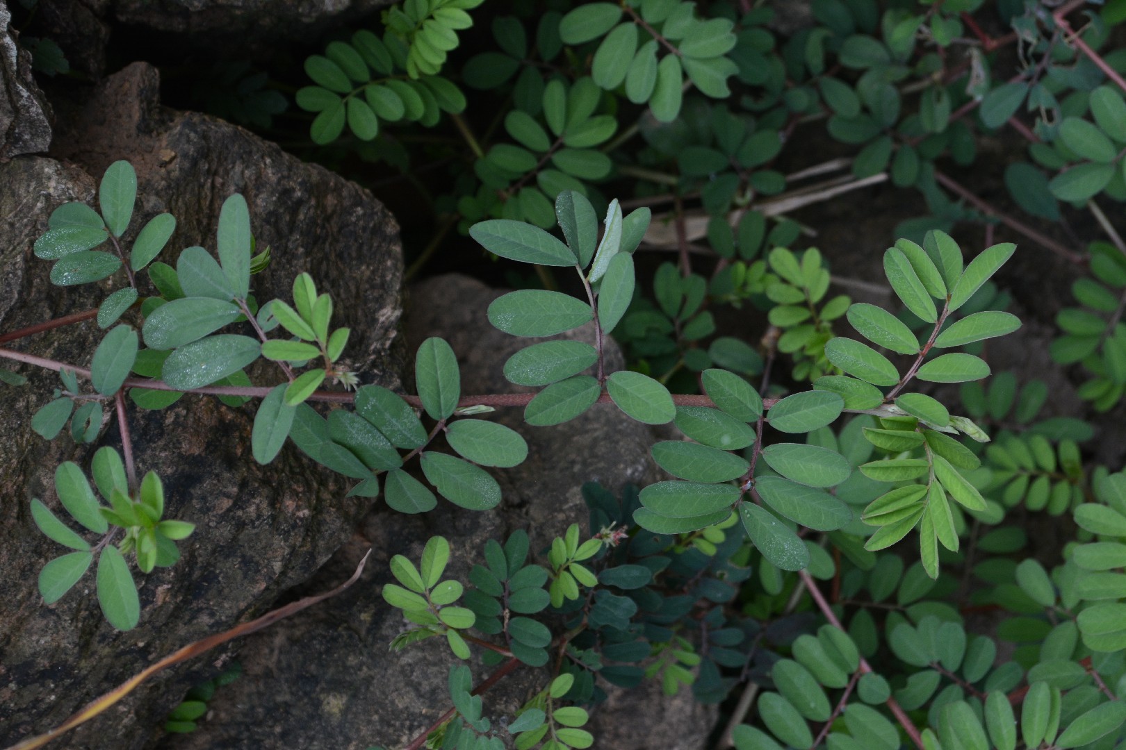 Añil rastrero Cuidados (Plantando, Fertilizantes, Enfermedades ...