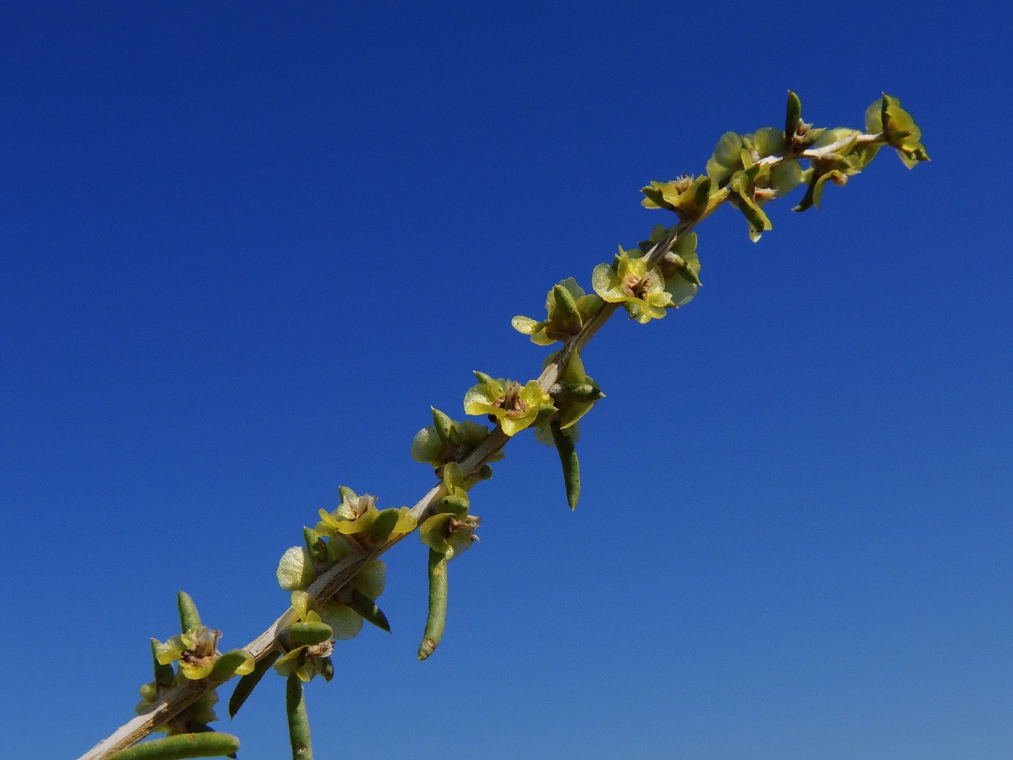 Xylosalsola arbuscula Flower, Leaf, Care, Uses - PictureThis