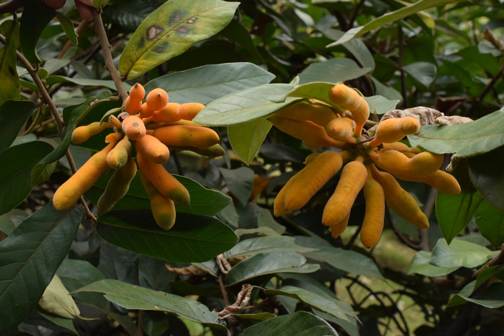 Uvaria grandiflora - PictureThis