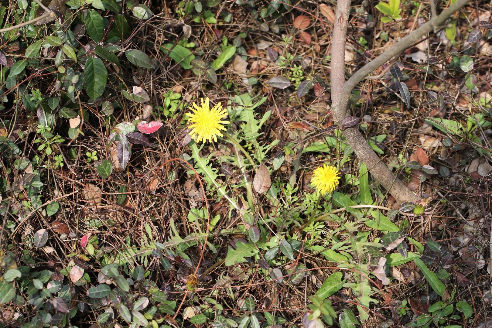 Dandelion (Taraxacum mongolicum) Flower, Leaf, Care, Uses - PictureThis