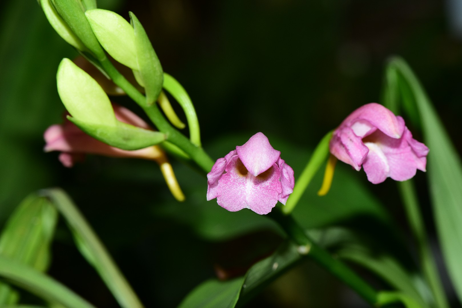 Swamp Orchids (Phaius) Flower, Leaf, Care, Uses - PictureThis