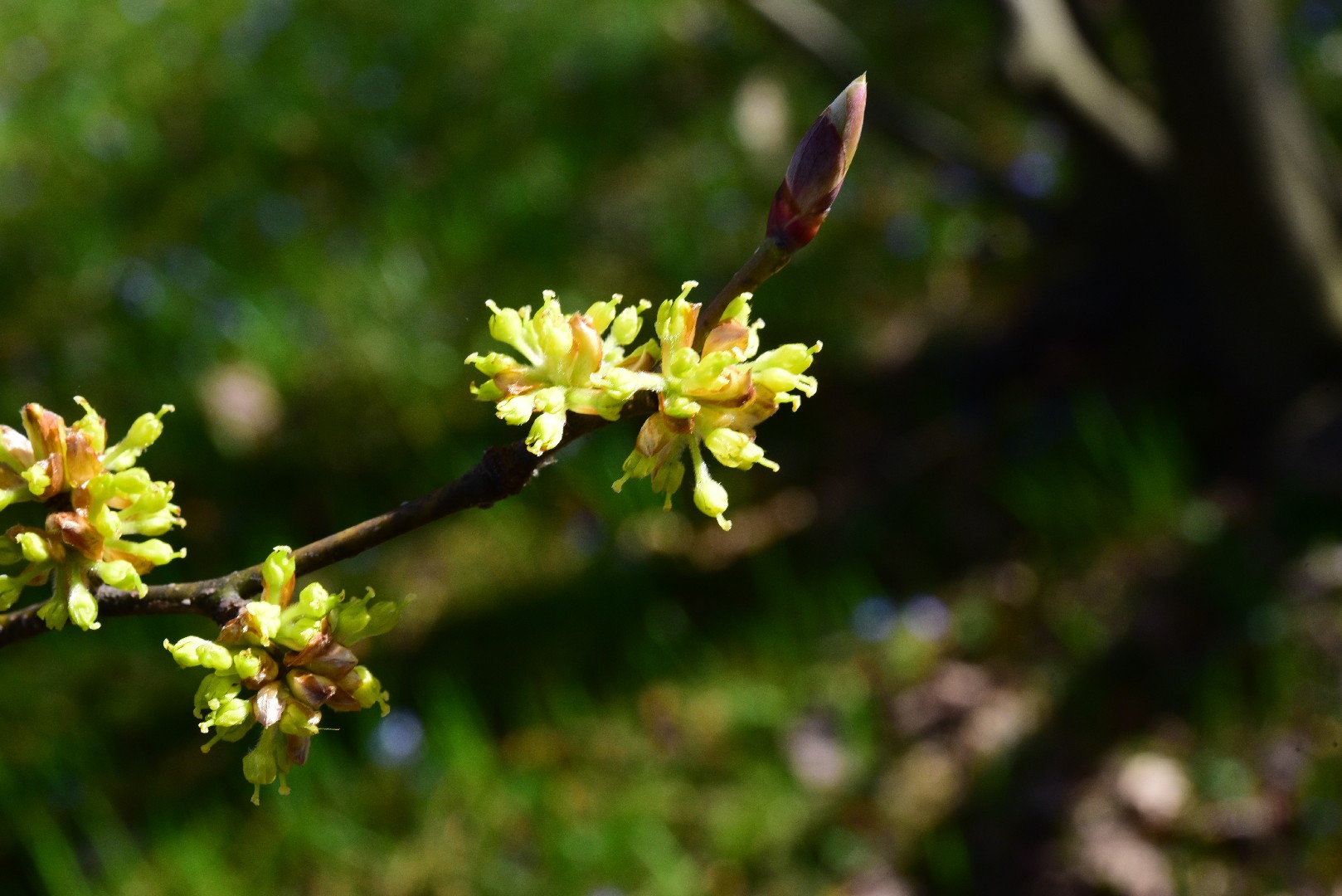 Lindera obtusiloba Cuidados (Plantando, Fertilizantes, Enfermedades ...