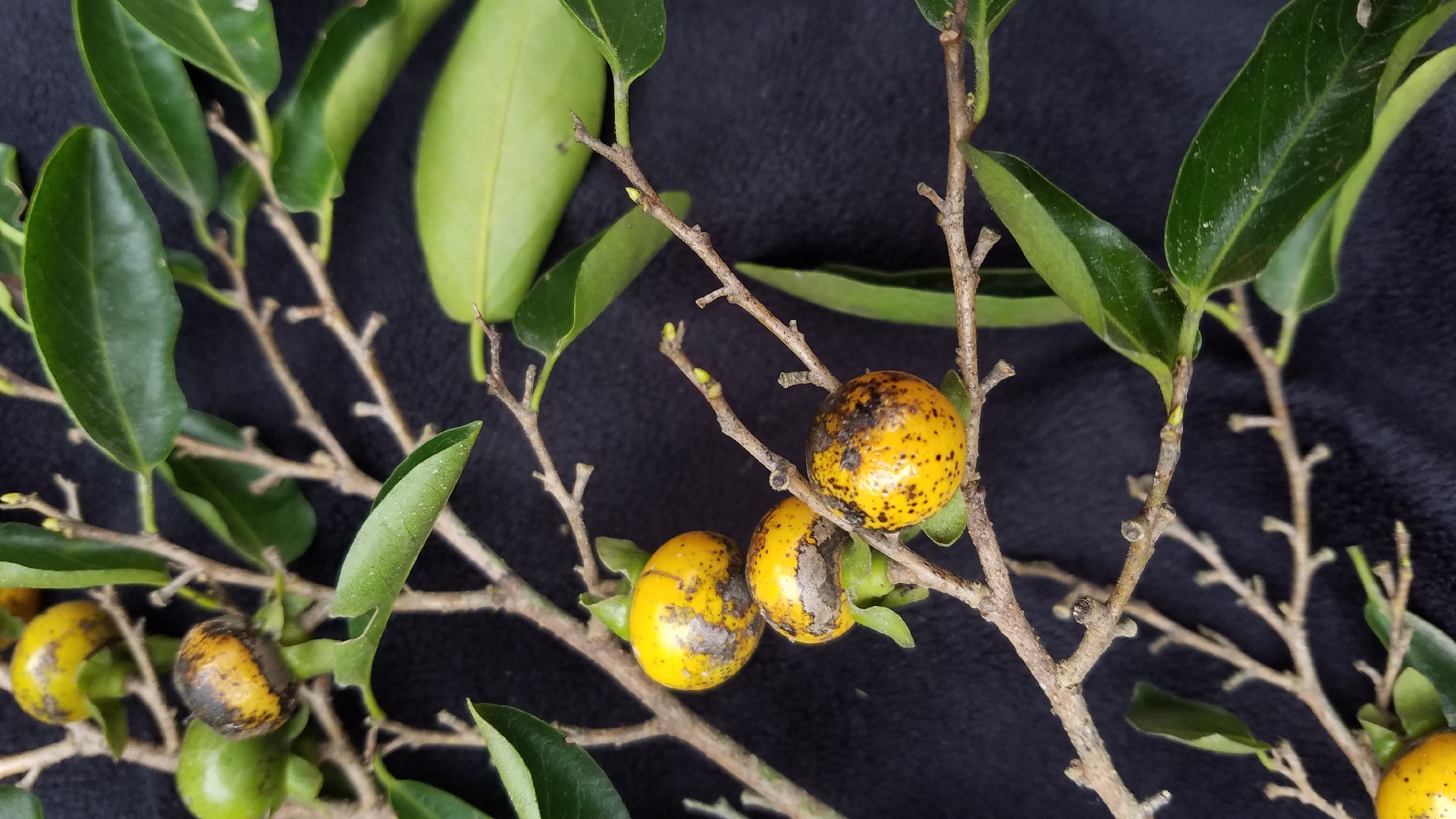 Diospyros morrisiana - PictureThis