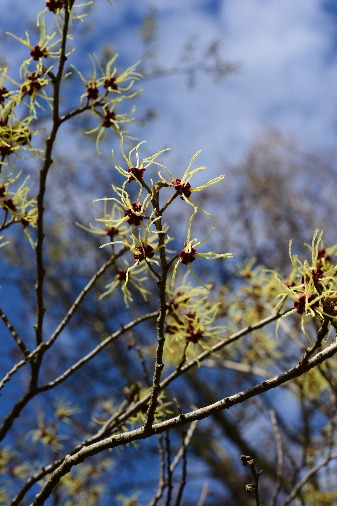 Hamamelis japonica - PictureThis